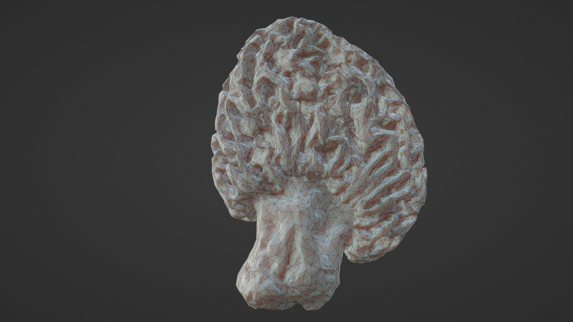 3D model Morel Mushroom Morchella 03 - TurboSquid 2056289