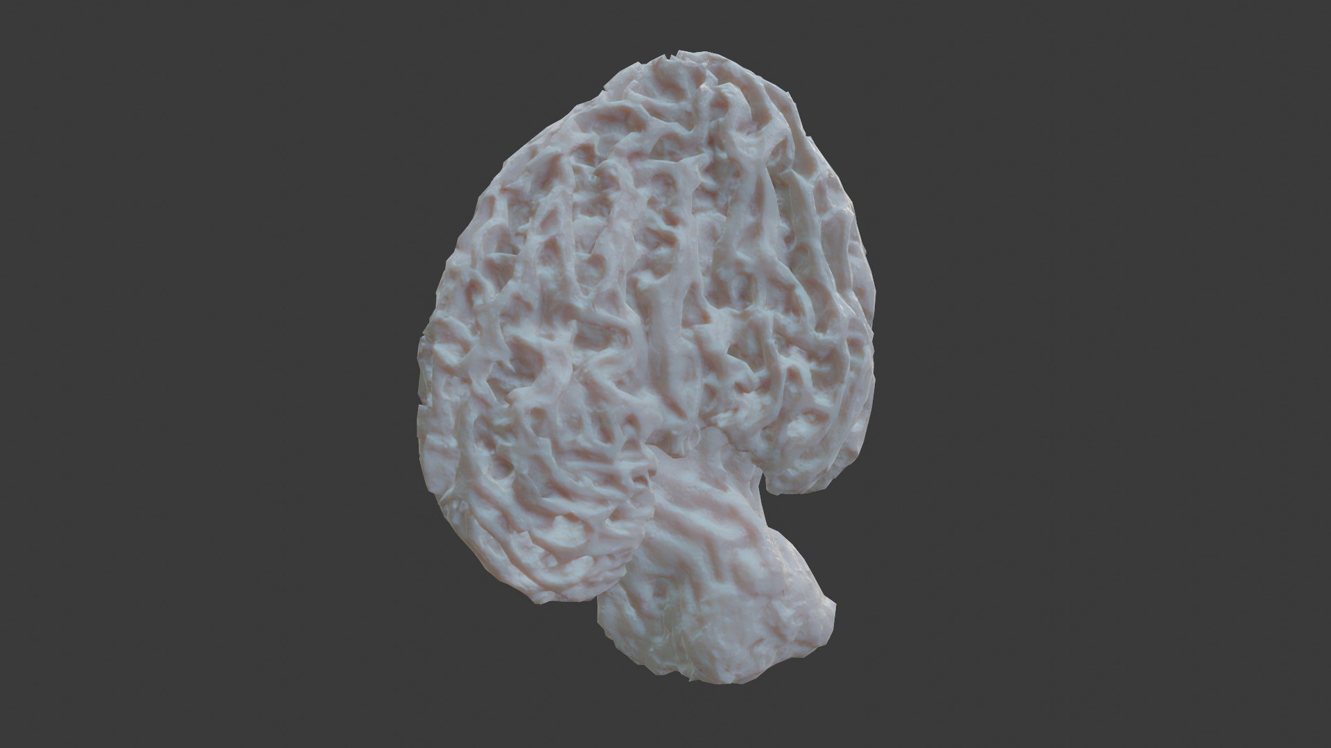 3D Model Morel Mushroom Morchella 03 - TurboSquid 2056289
