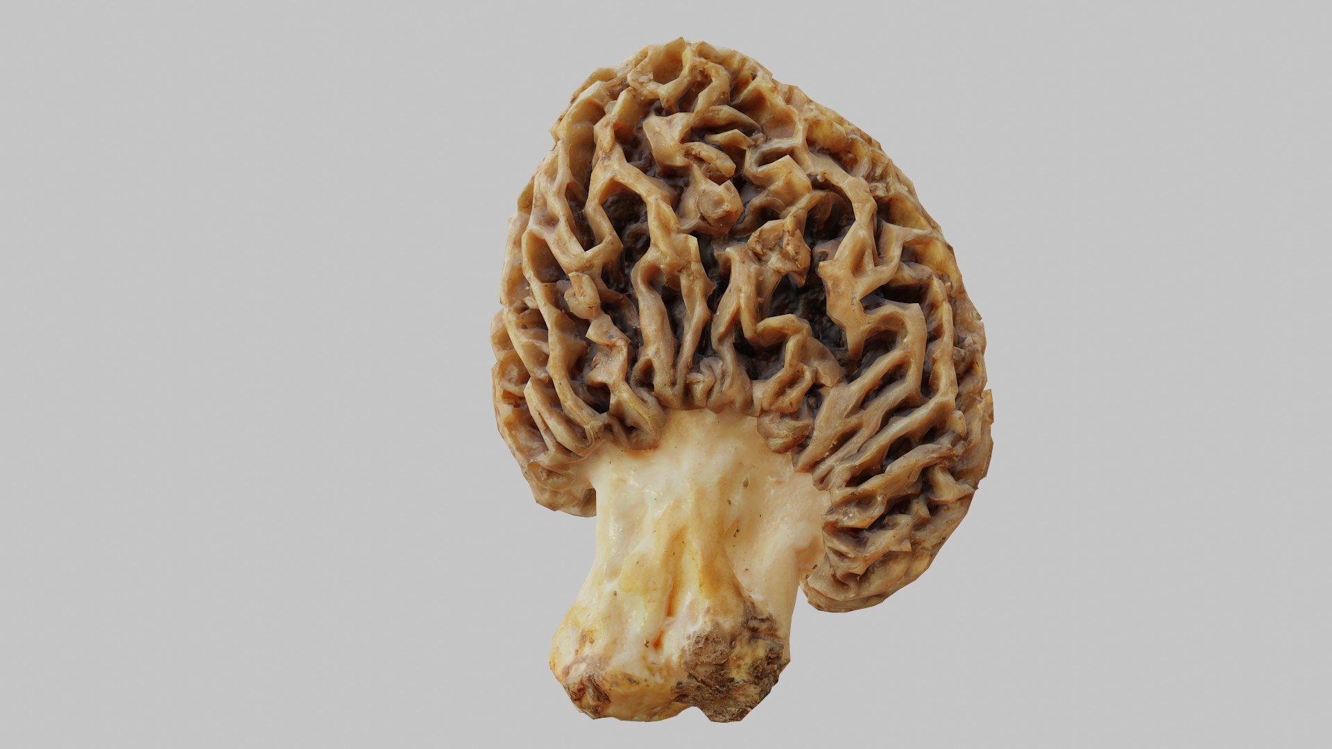 3D Model Morel Mushroom Morchella 03 - TurboSquid 2056289