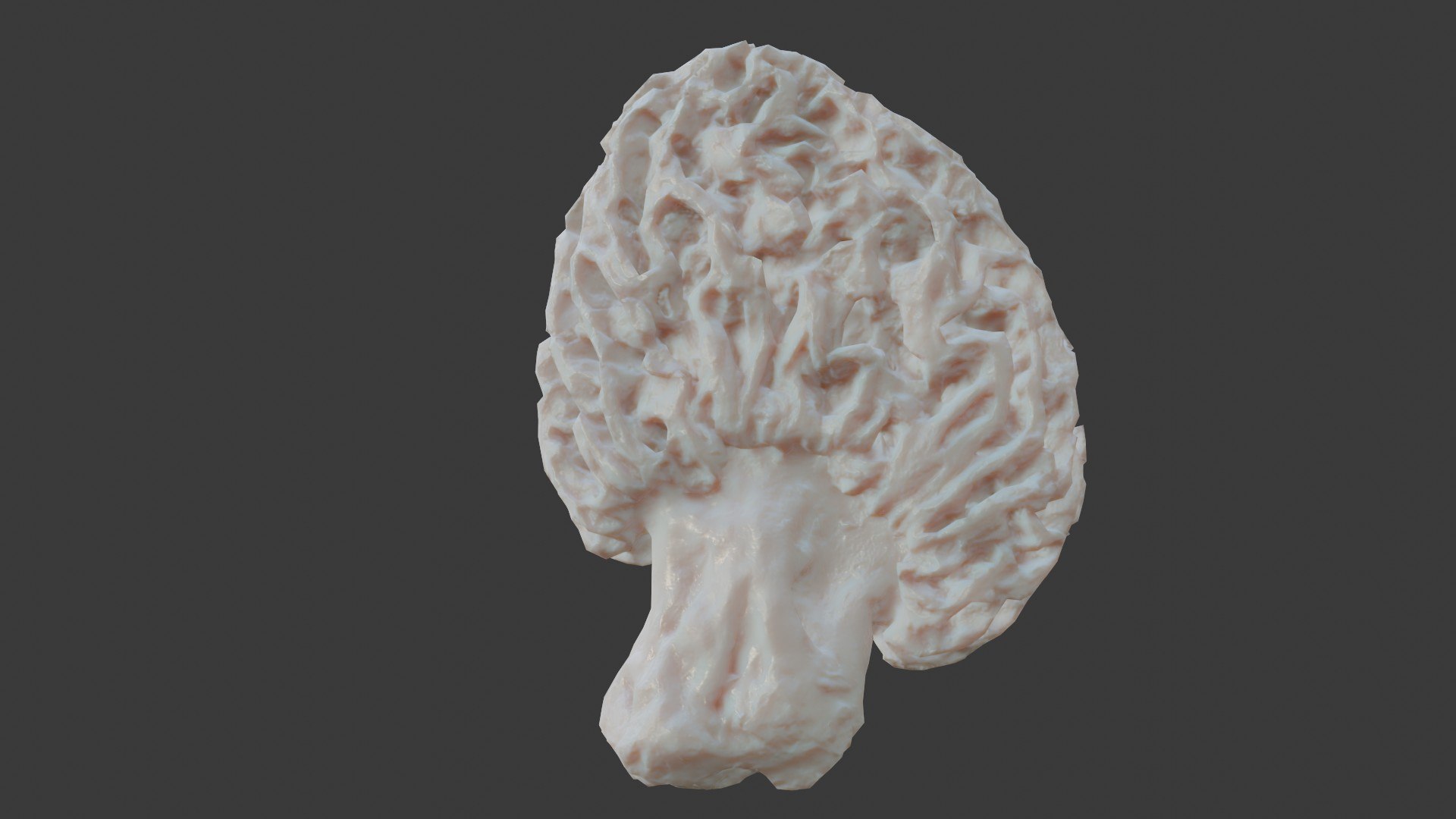 3D Model Morel Mushroom Morchella 03 - TurboSquid 2056289