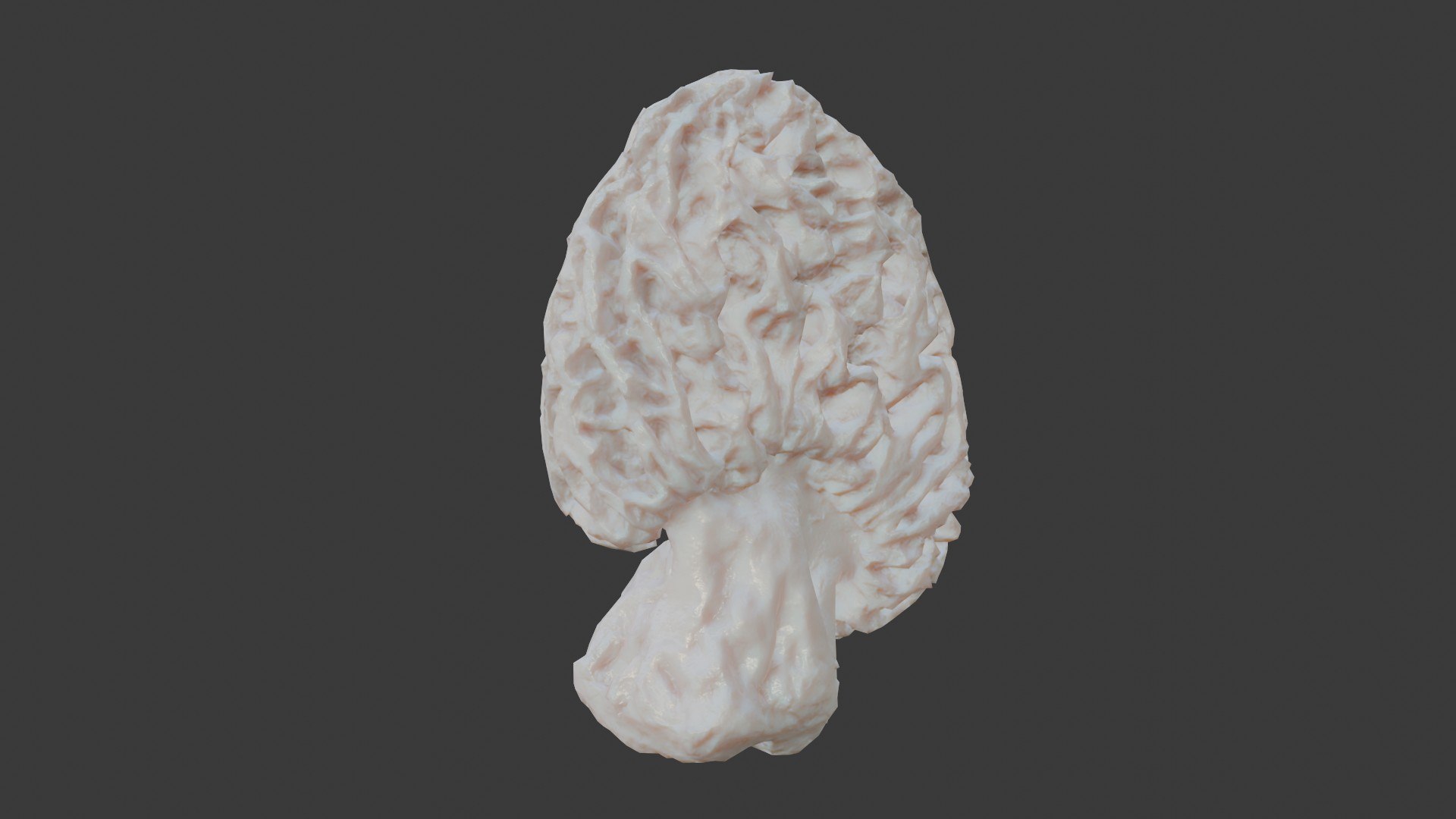 3D Model Morel Mushroom Morchella 03 - TurboSquid 2056289