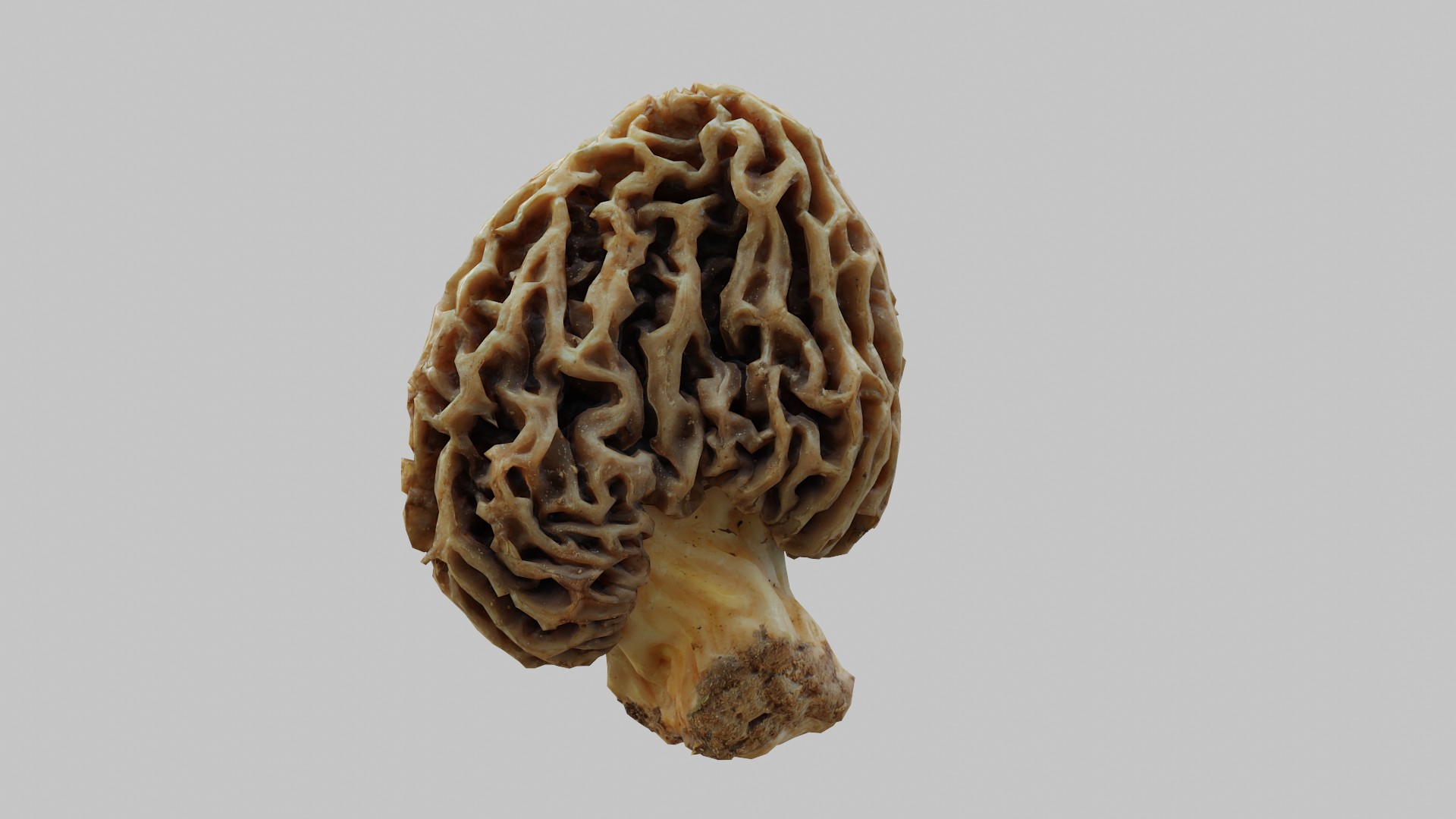 3D Model Morel Mushroom Morchella 03 - TurboSquid 2056289