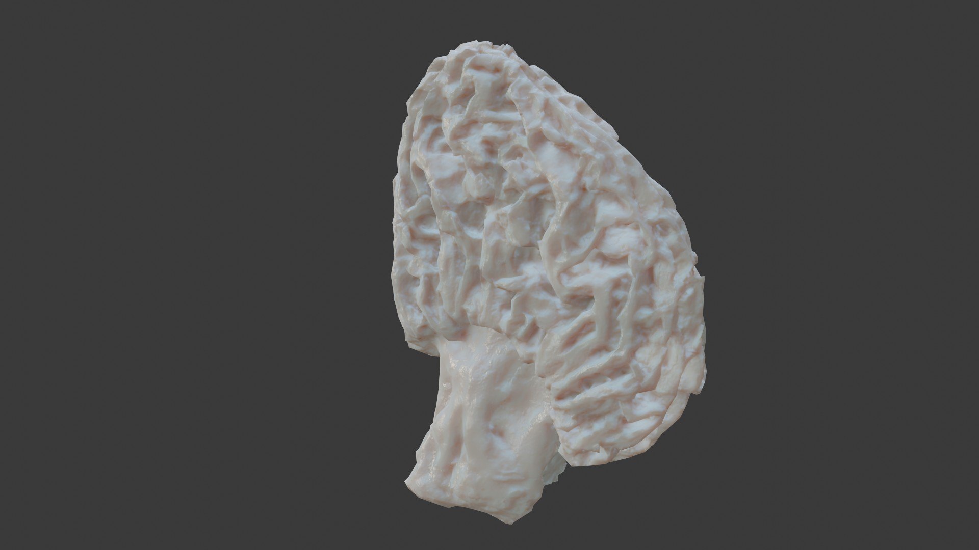 3D Model Morel Mushroom Morchella 03 - TurboSquid 2056289