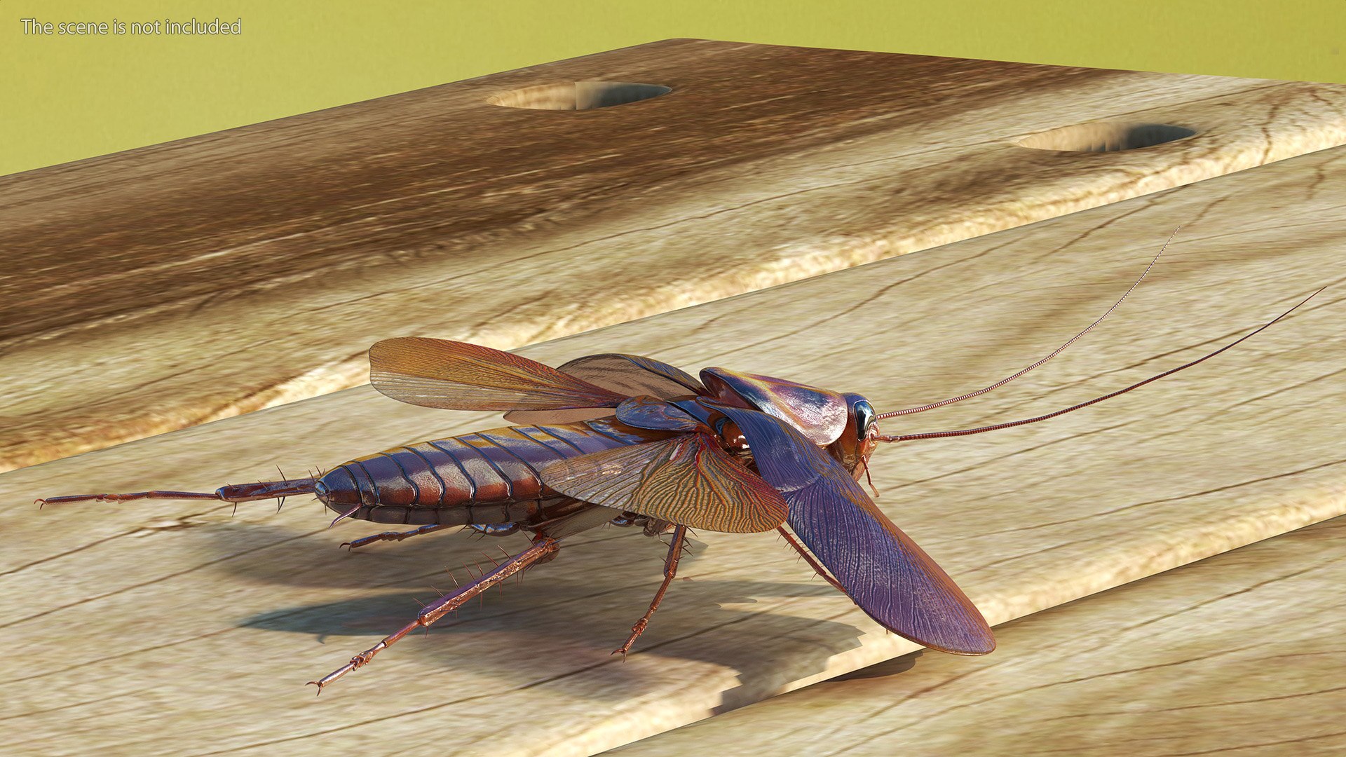 3D model Flying Cockroach Rigged - TurboSquid 2072253