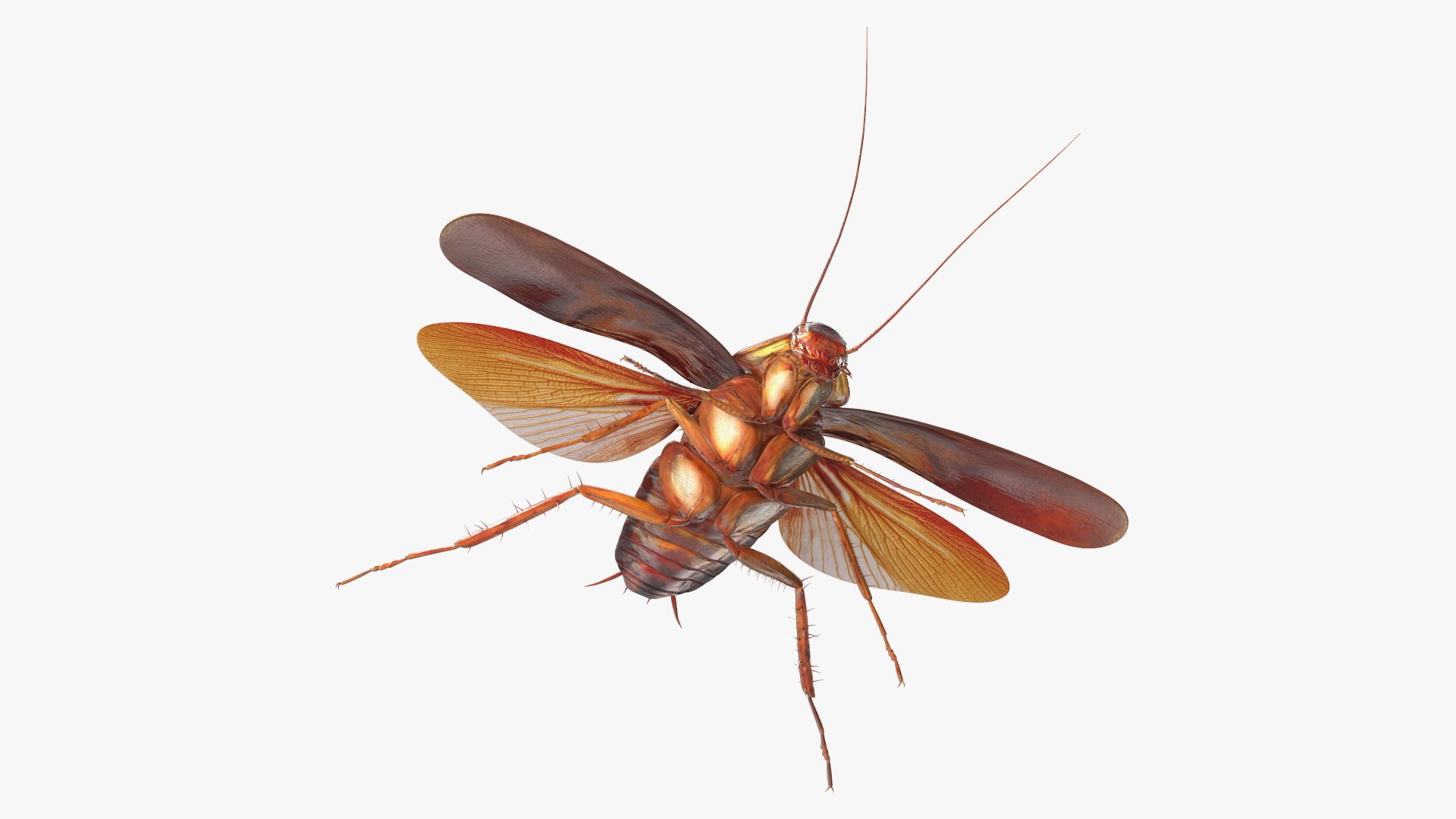 3D model Flying Cockroach Rigged - TurboSquid 2072253