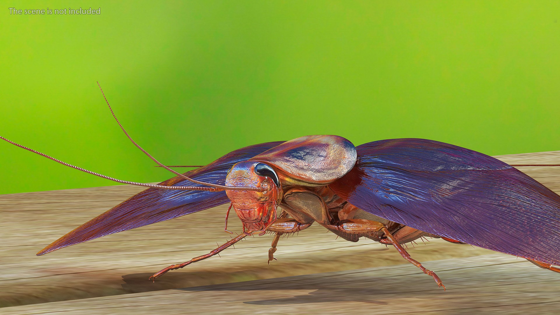 3D model Flying Cockroach Rigged - TurboSquid 2072253