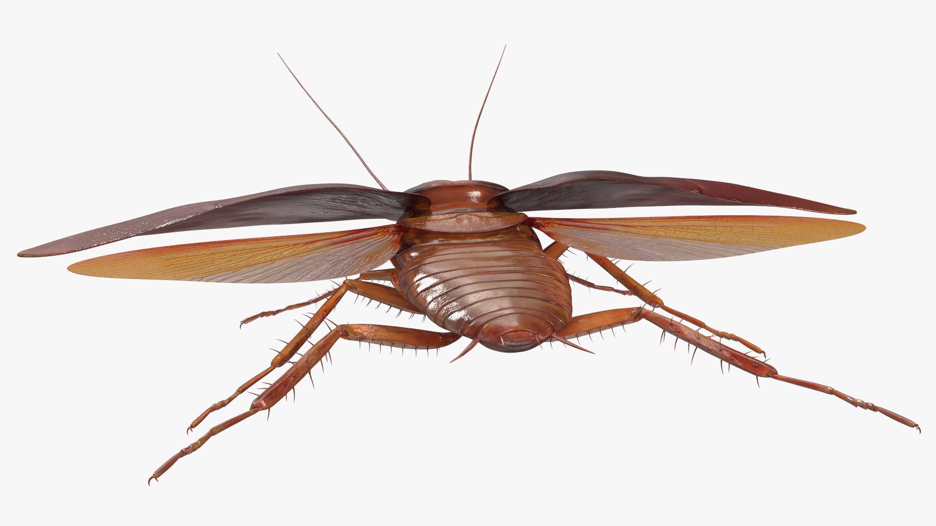 3D Model Flying Cockroach Rigged - TurboSquid 2072253