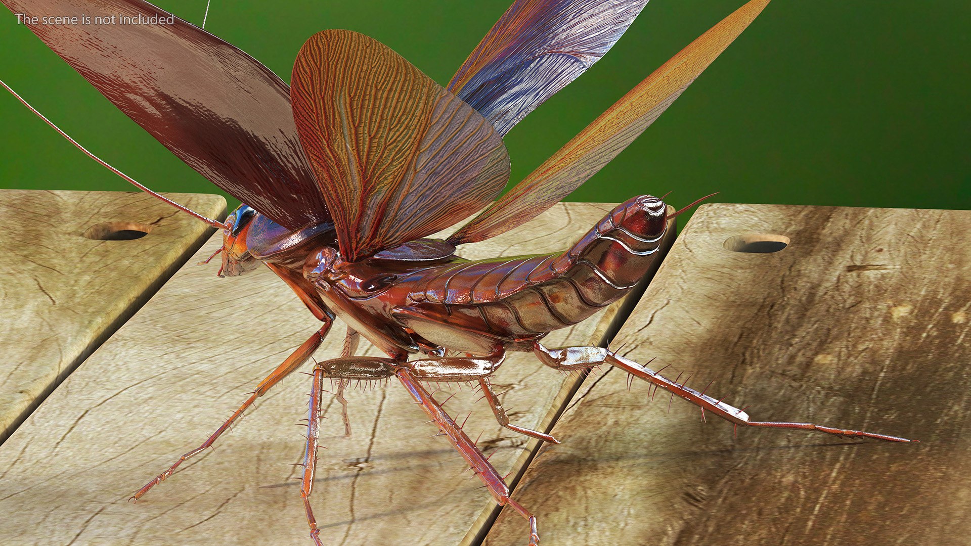 3D model Flying Cockroach Rigged - TurboSquid 2072253