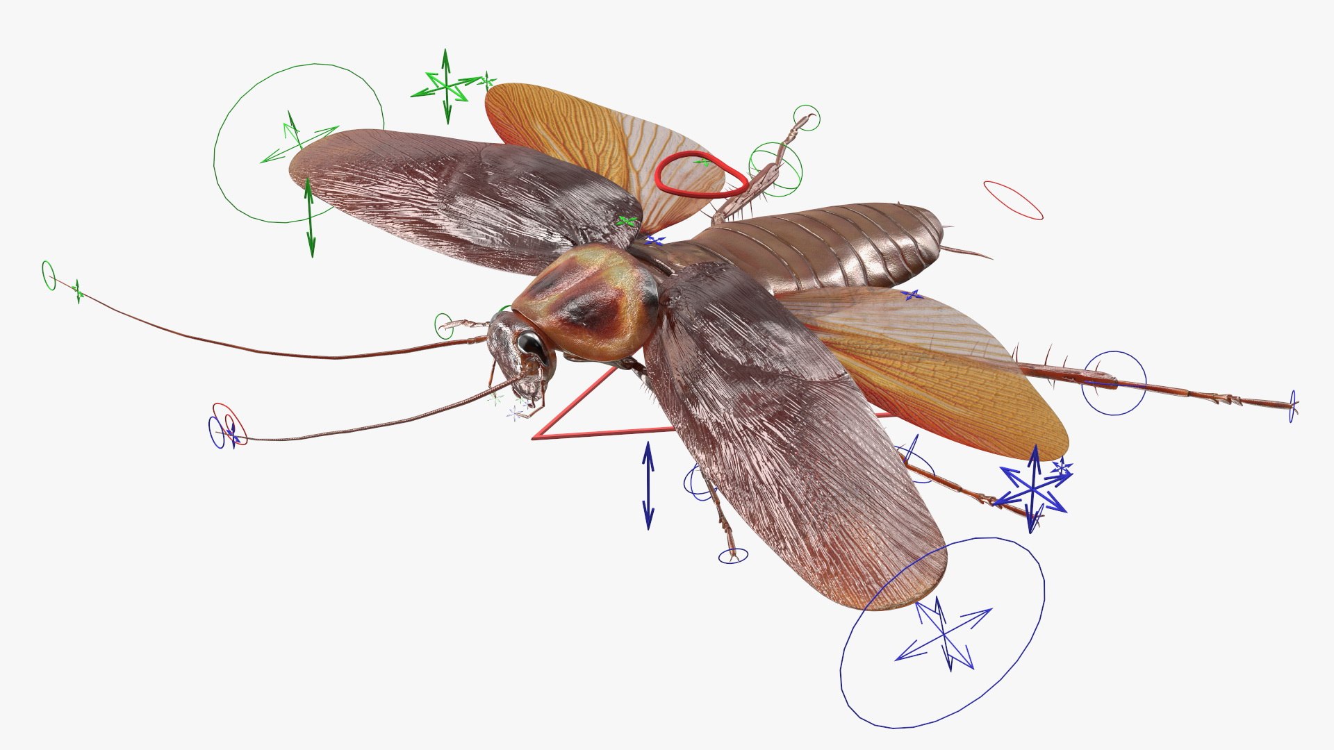 3D model Flying Cockroach Rigged - TurboSquid 2072253