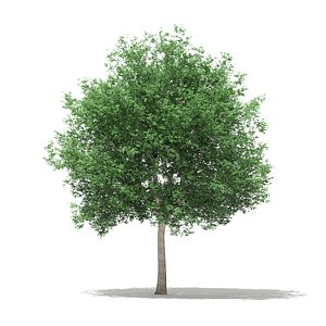 3d model staghorn sumac tree rhus