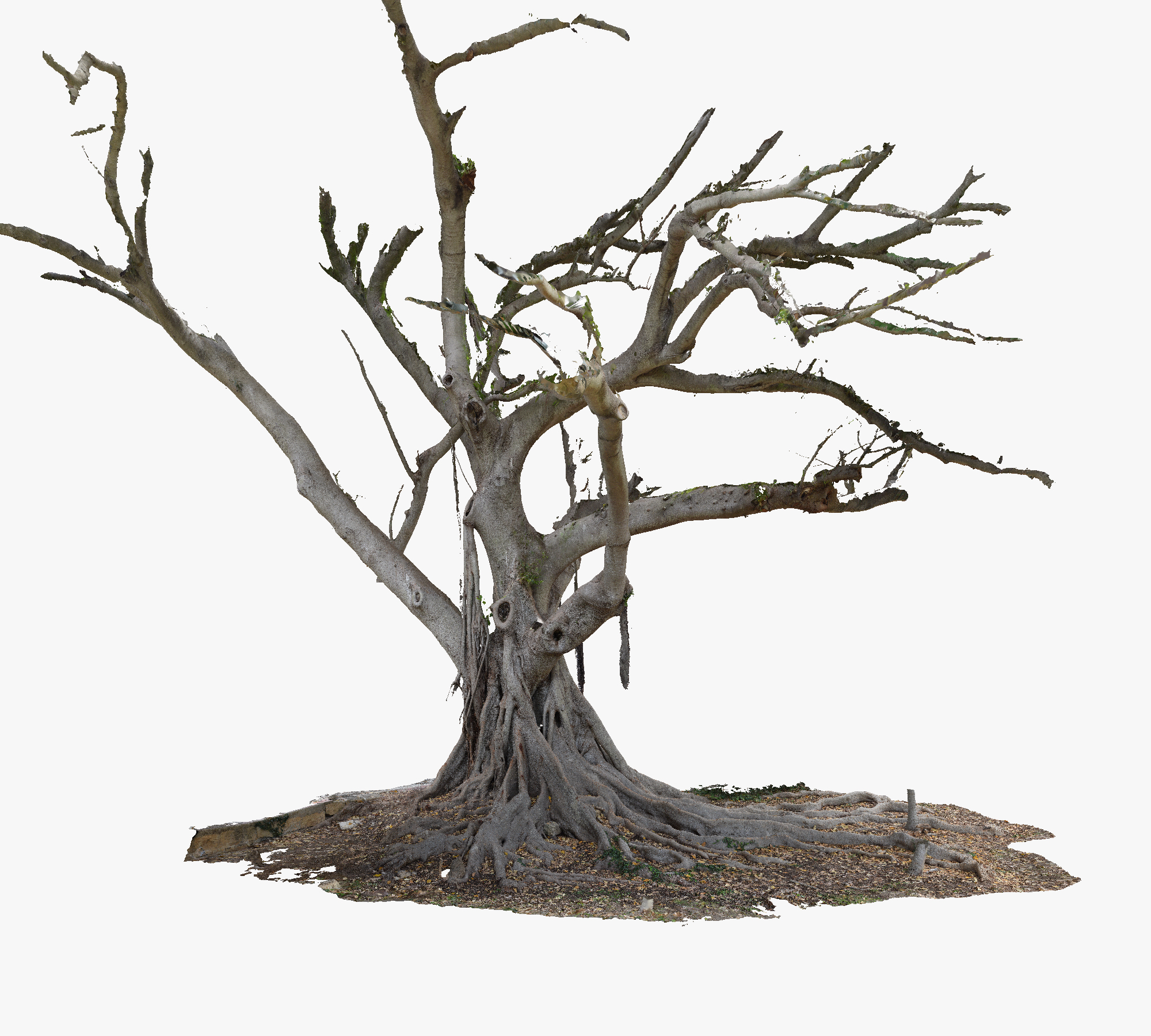 3D 20 TREES BUNDLE SCANS COLLECTION 3D TREE PACK model - TurboSquid 1873853