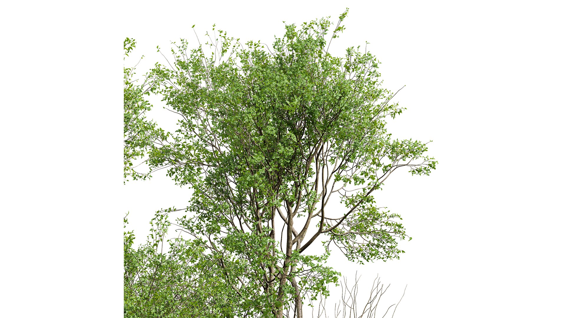 3D New Tree High Detail Prunus Spinosa Summer - TurboSquid 2242474