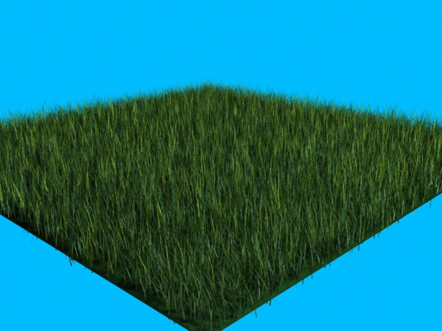 Max Grass