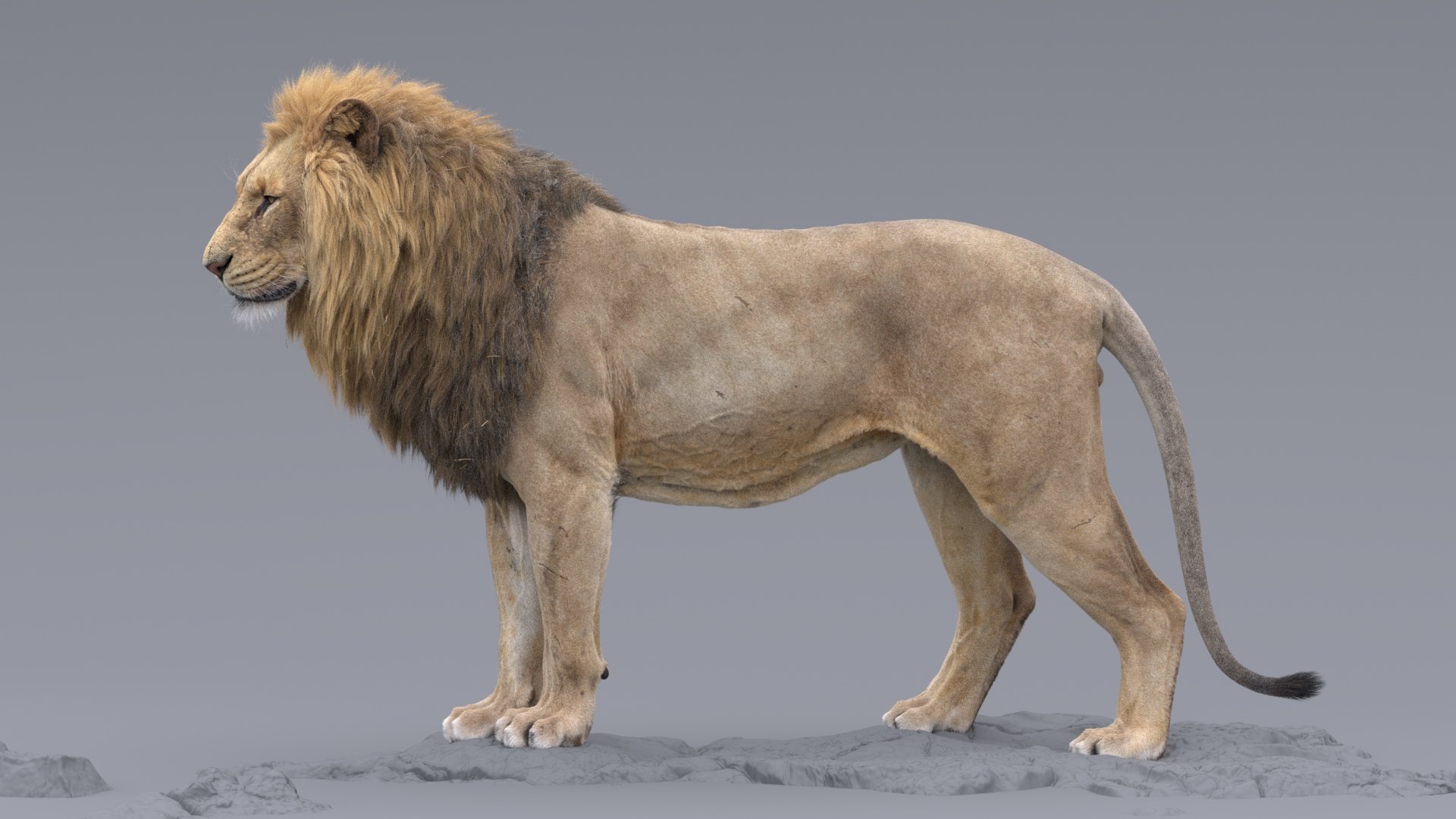 3D Lion RIGGED model - TurboSquid 1756731