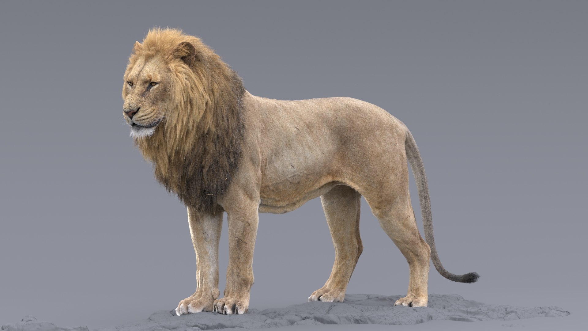 3D Lion RIGGED Model - TurboSquid 1756731