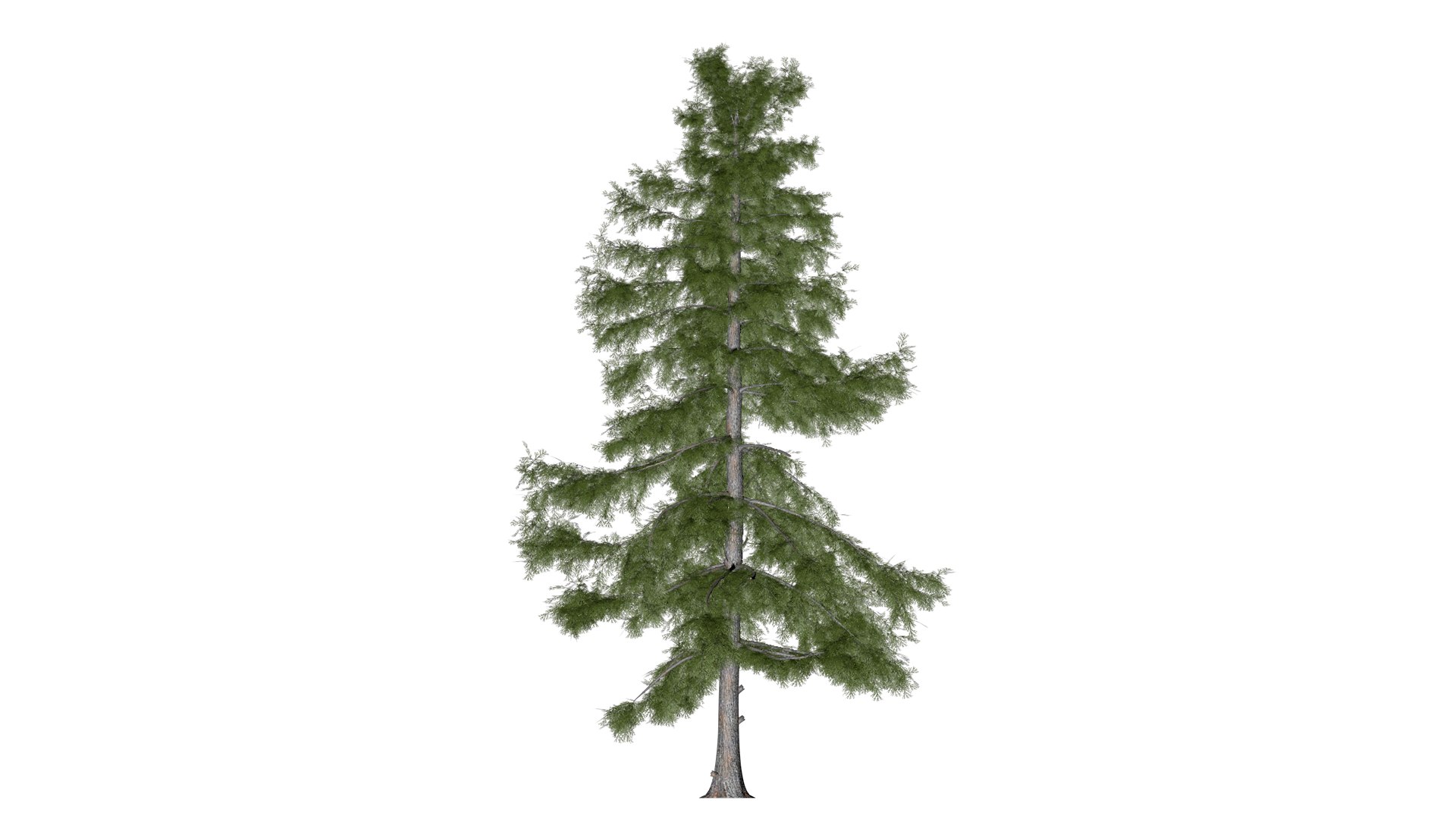 Alaska Cedar Tree Collection 3D Model - TurboSquid 2377888