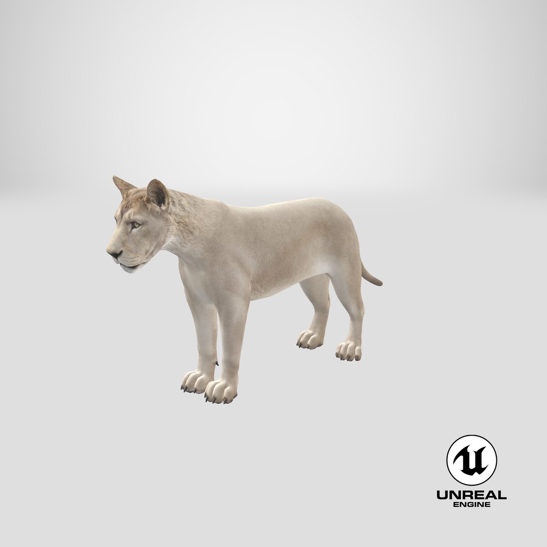 3D White Young Lion Model - TurboSquid 1753406
