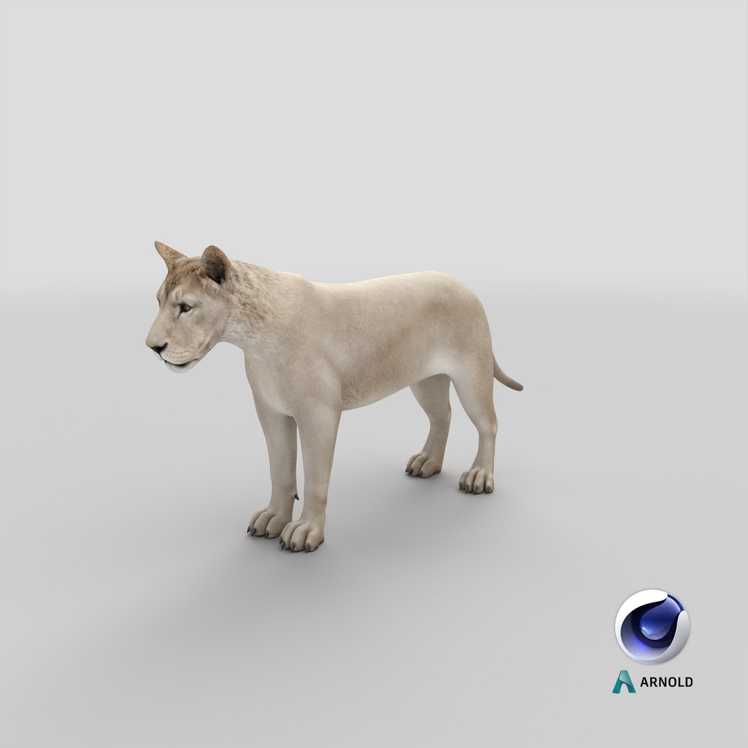 3D White Young Lion Model - TurboSquid 1753406