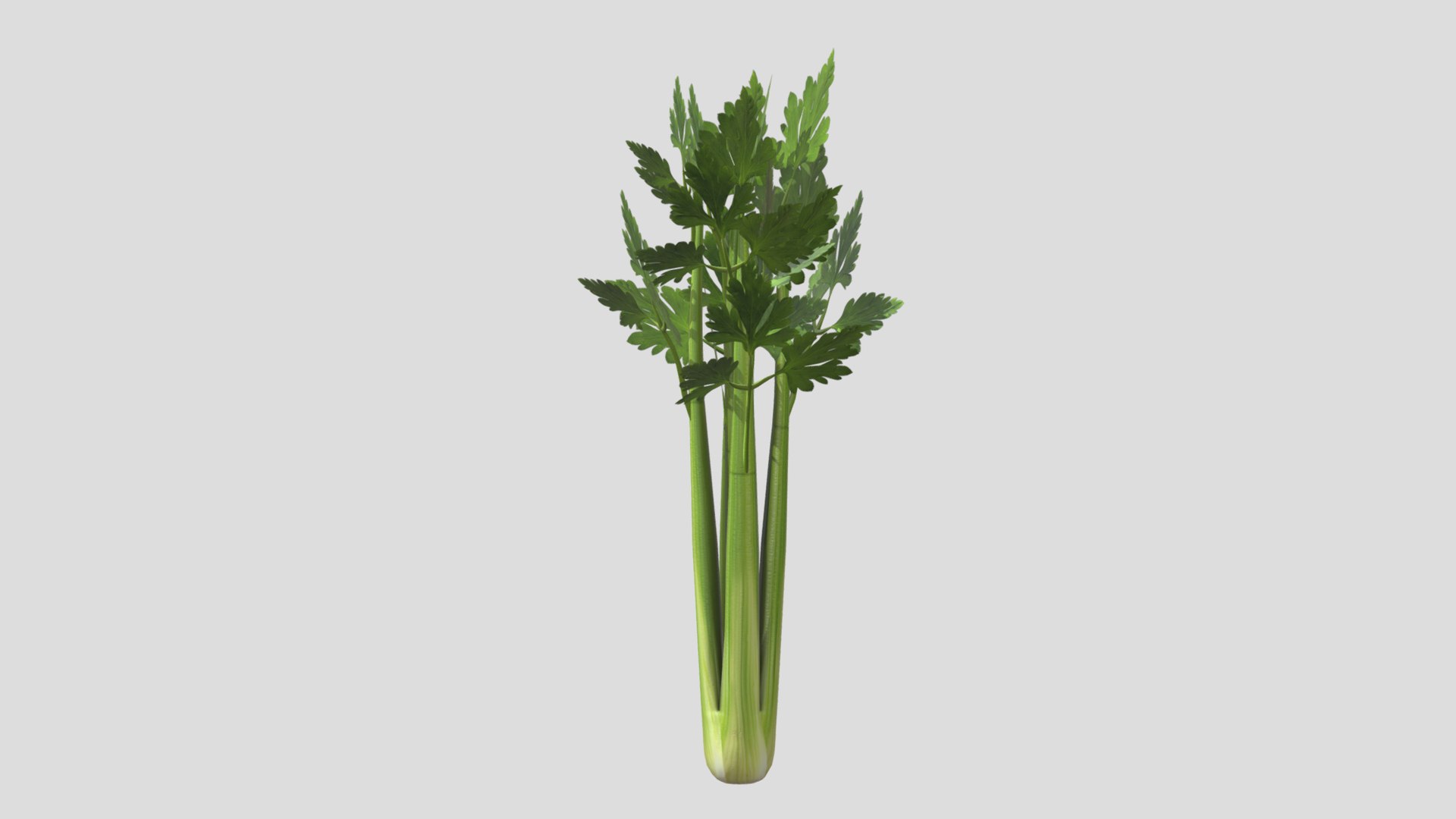 3D Celery Low Poly Model - TurboSquid 2272633