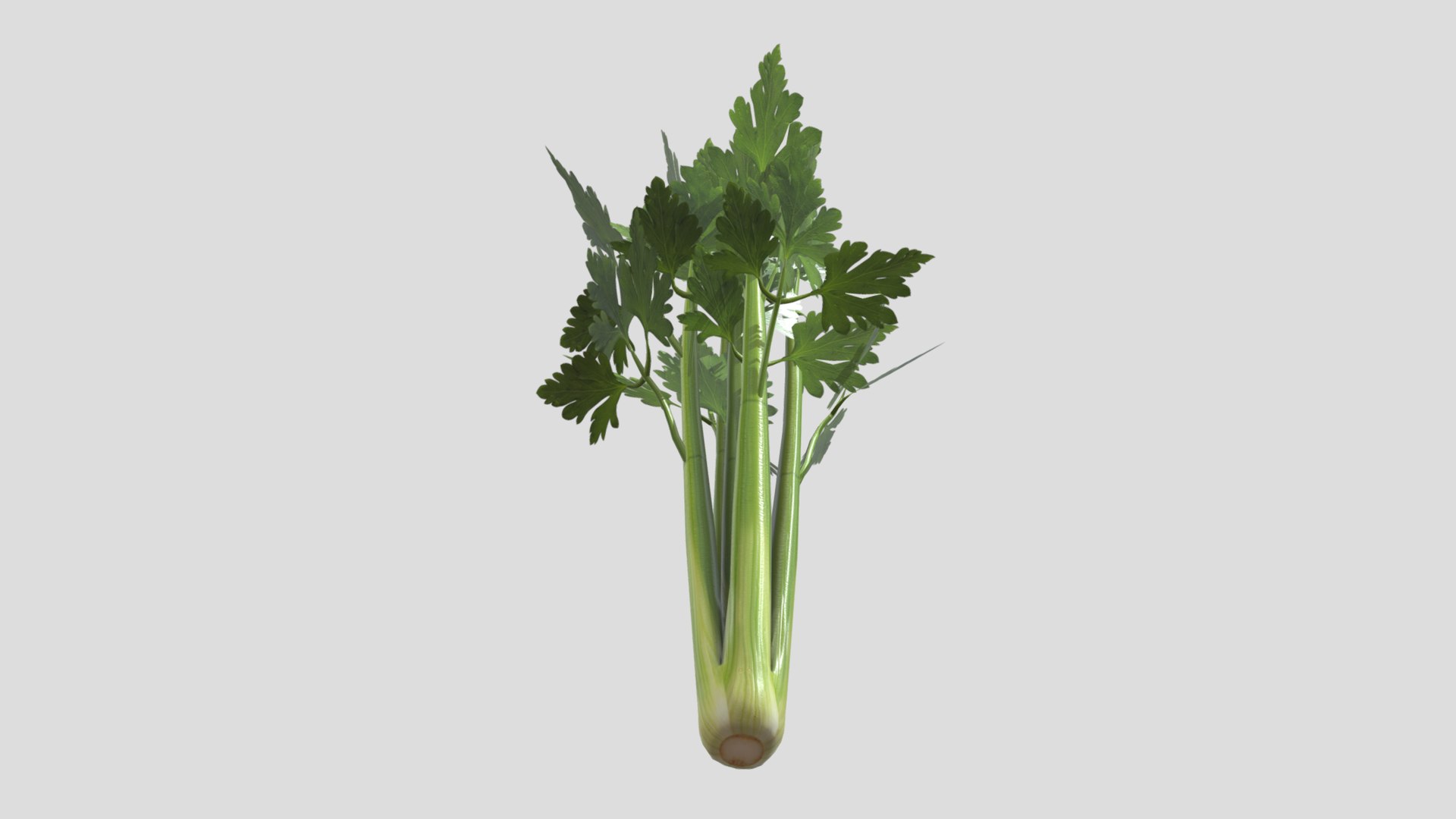 3D Celery Low Poly Model - TurboSquid 2272633