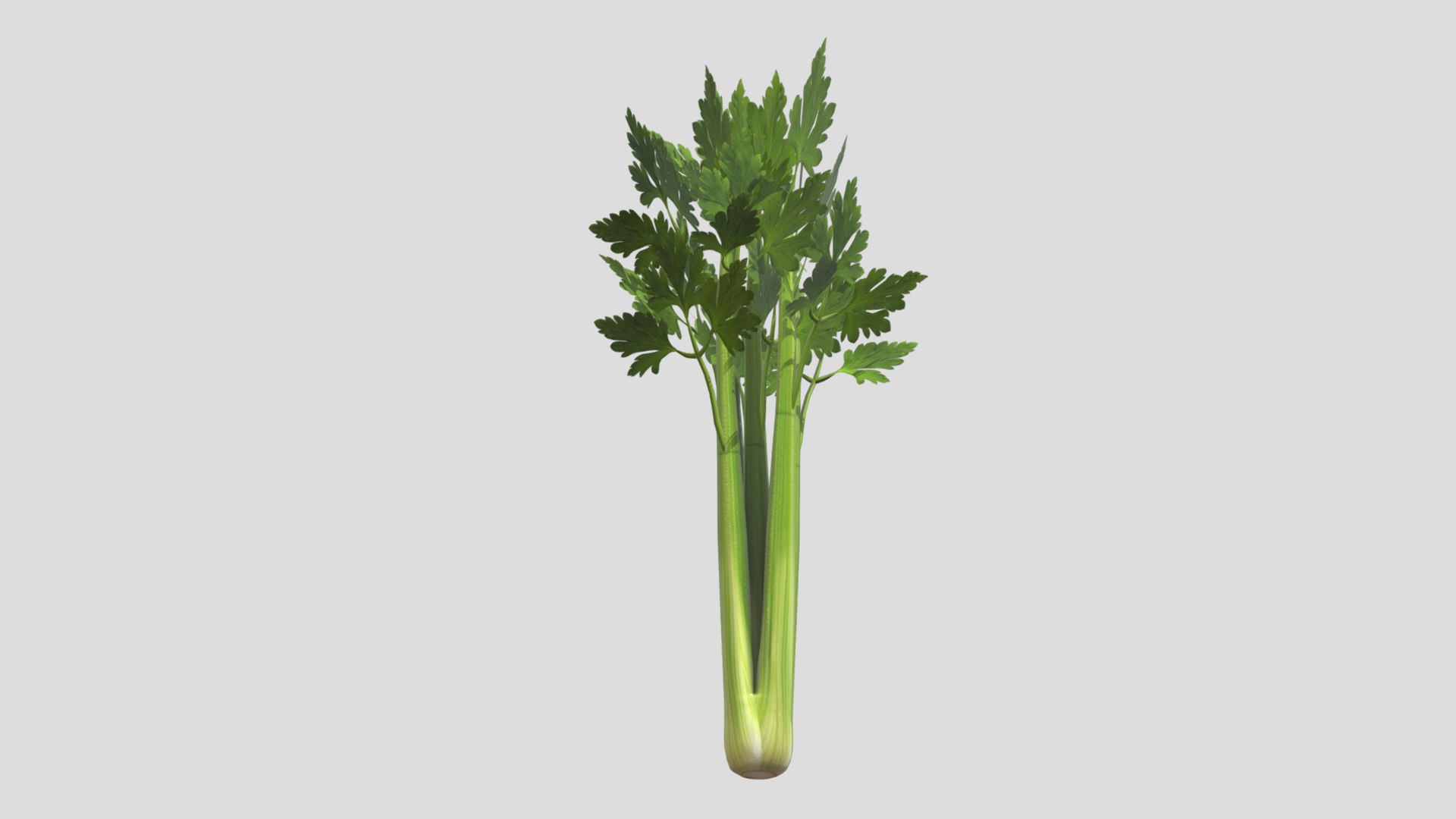 3D Celery Low Poly Model - TurboSquid 2272633