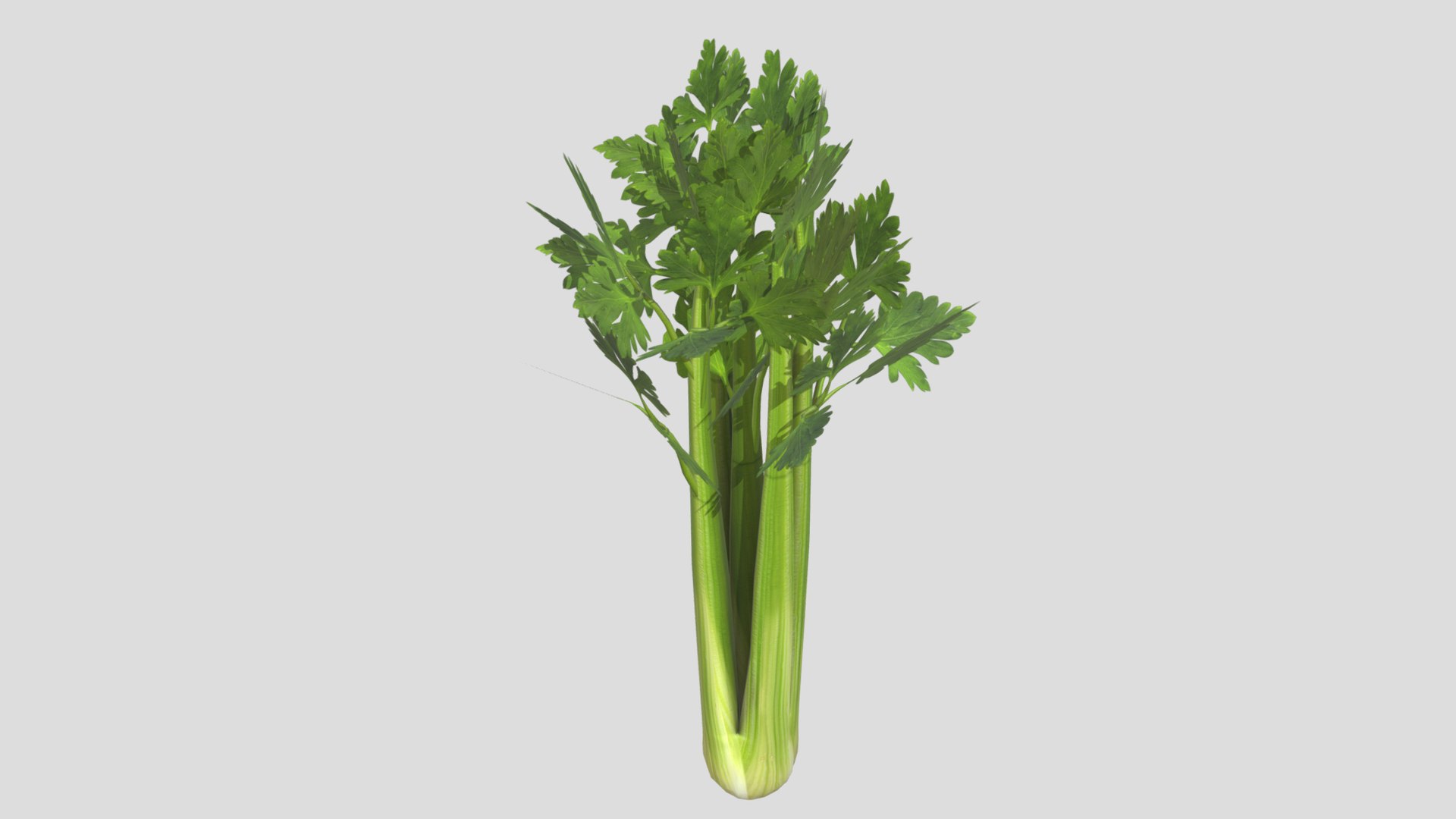 3D Celery Low Poly Model - TurboSquid 2272633