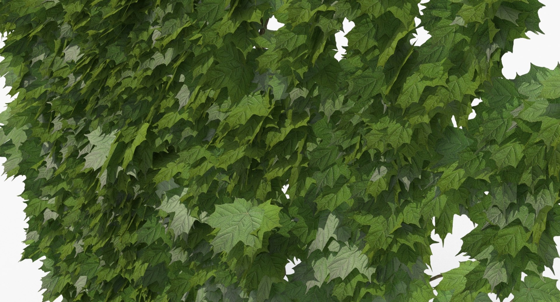 Ivy 3D Model - TurboSquid 1243179