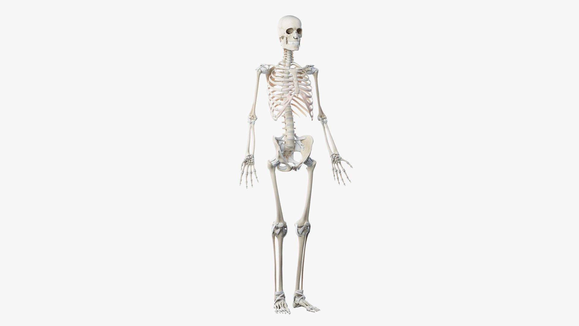 3D skin asian male skeleton model - TurboSquid 1497623