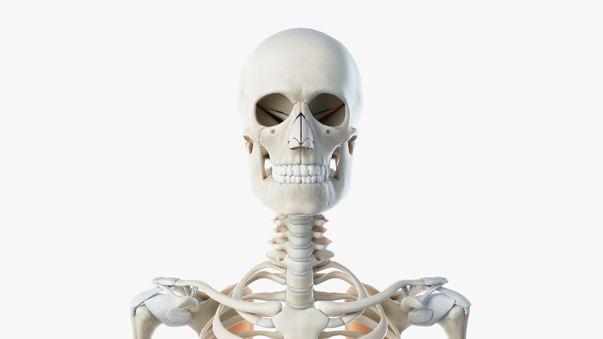3D skin asian male skeleton model - TurboSquid 1497623