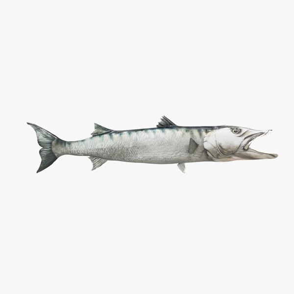 Barracuda 3D Models for Download | TurboSquid