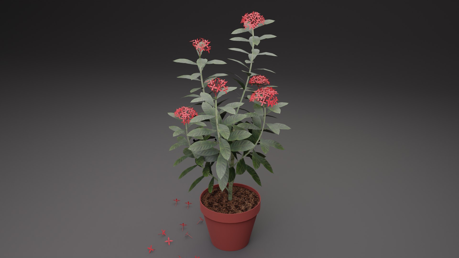 Ixora Plant 3D Model - TurboSquid 2087917