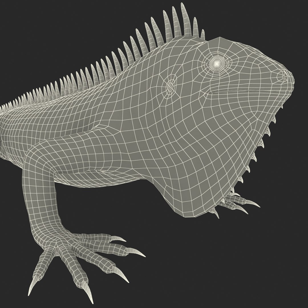 green iguana rigged 3d c4d