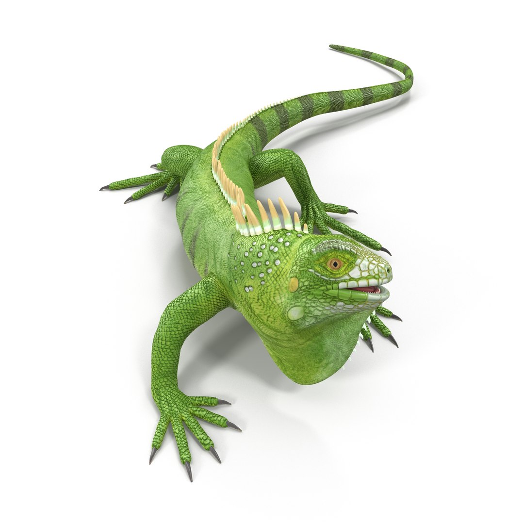 green iguana rigged 3d c4d