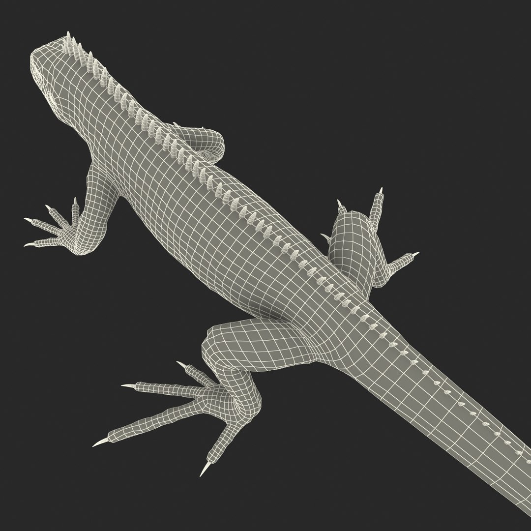 green iguana rigged 3d c4d