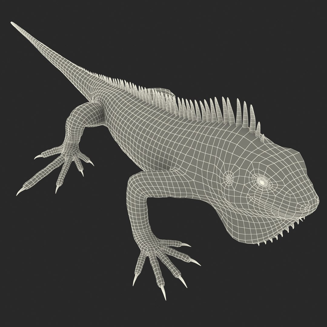 green iguana rigged 3d c4d