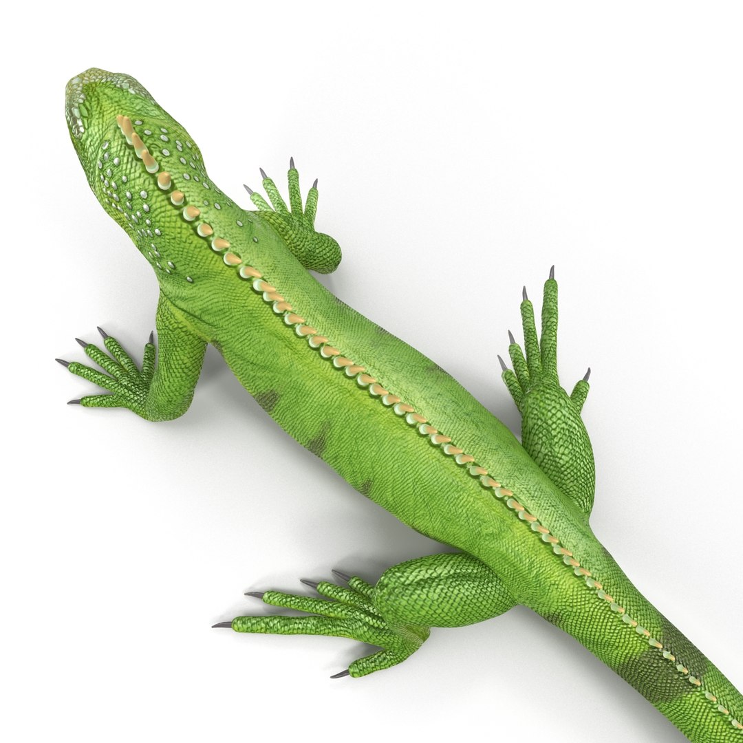 green iguana rigged 3d c4d