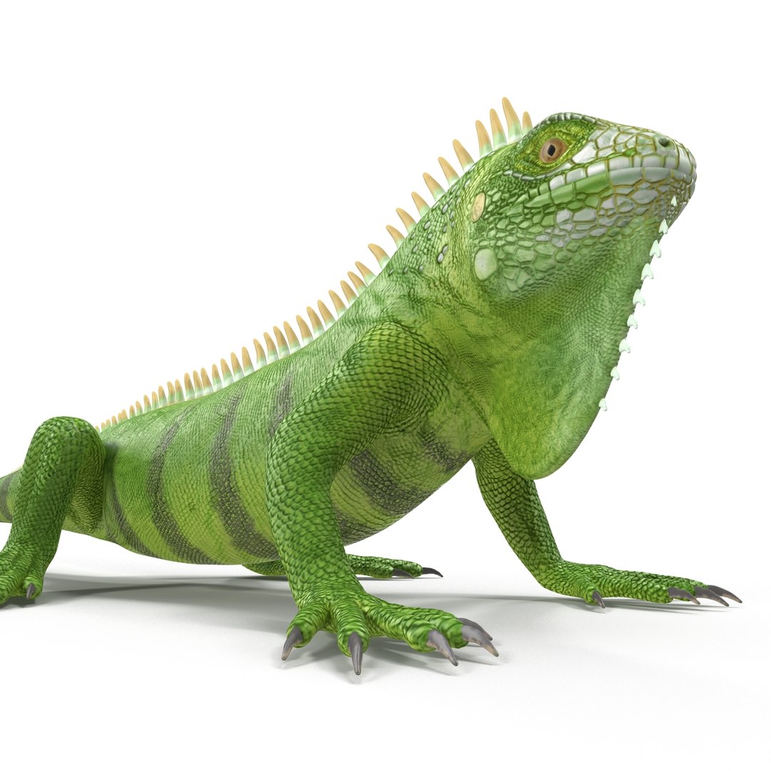 green iguana rigged 3d c4d