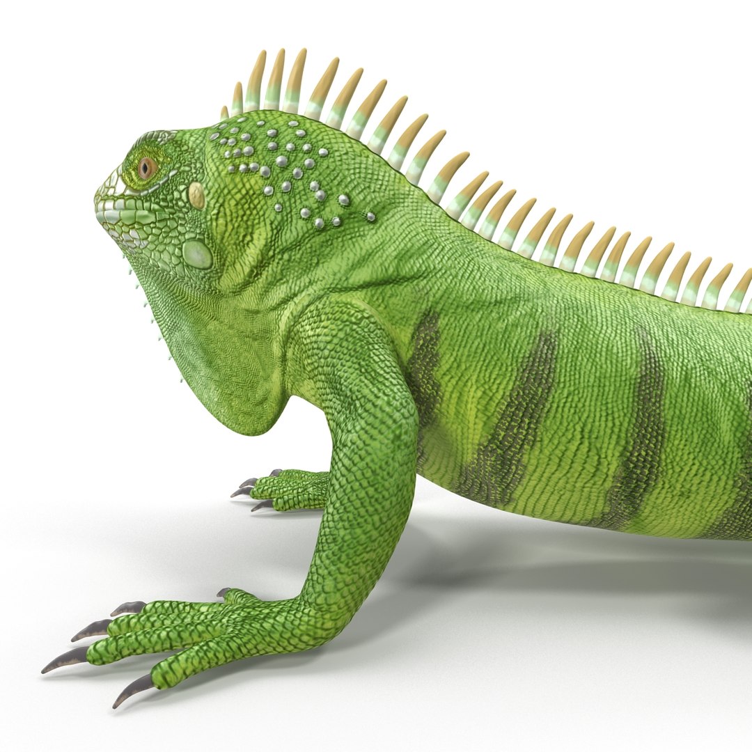 green iguana rigged 3d c4d