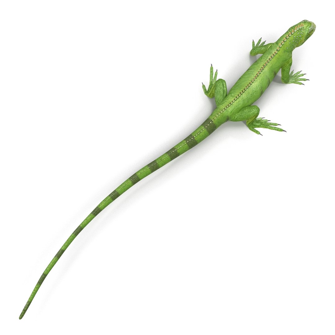 green iguana rigged 3d c4d