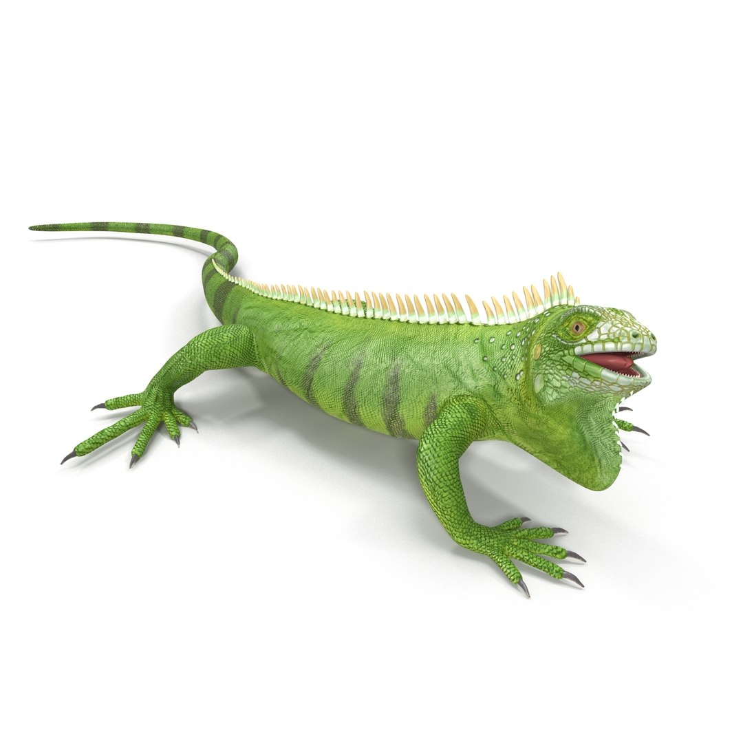 green iguana rigged 3d c4d