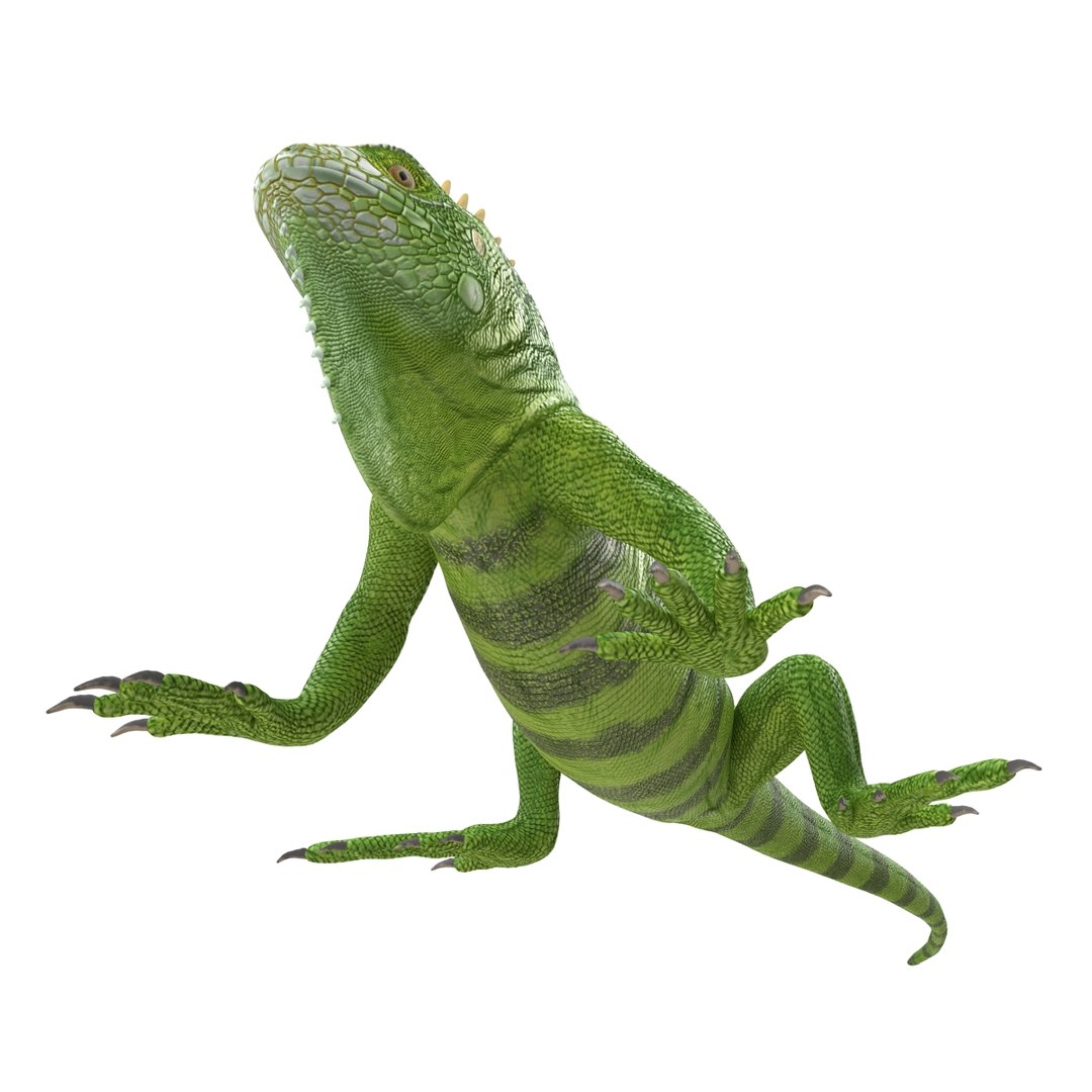 green iguana rigged 3d c4d