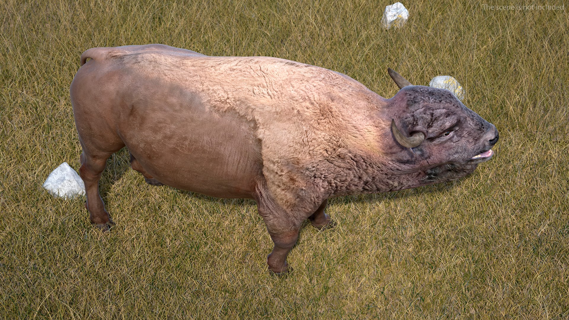 American Bison Rigged For Cinema 4D 3D - TurboSquid 2265129
