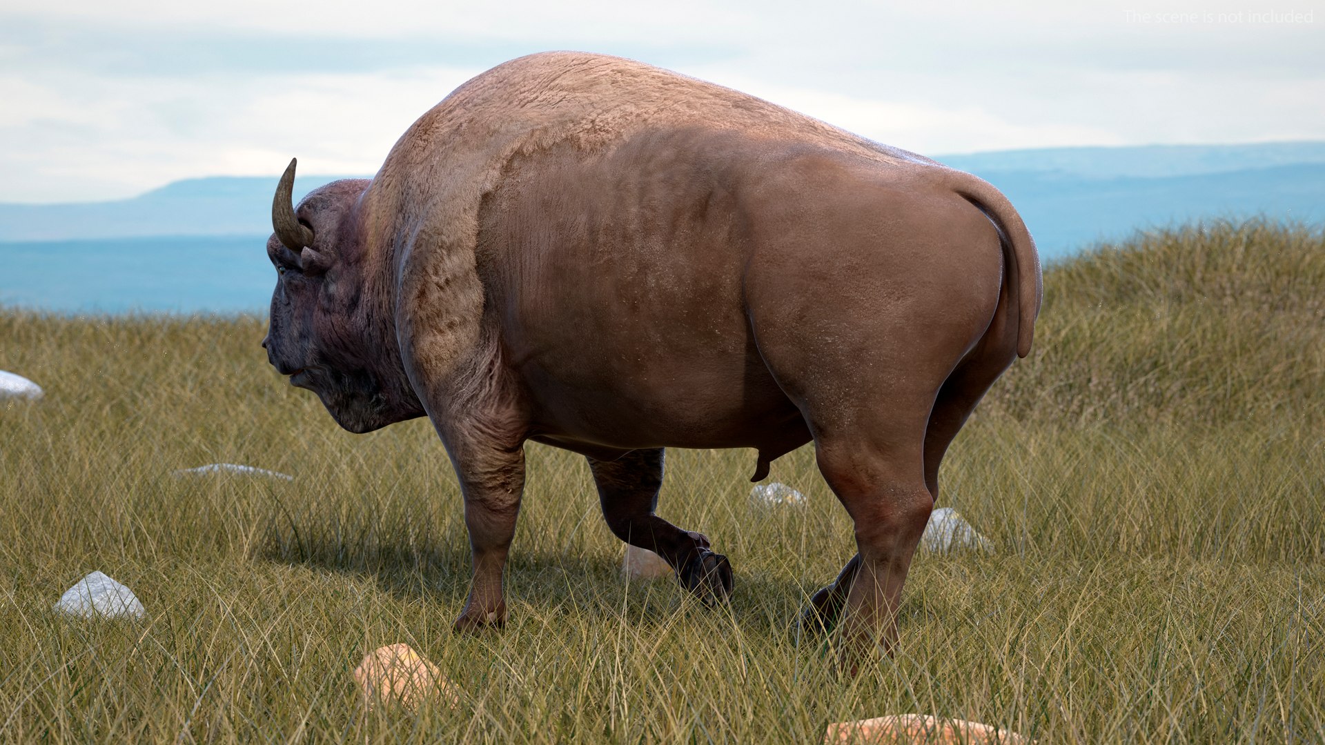 American Bison Rigged For Cinema 4D 3D - TurboSquid 2265129