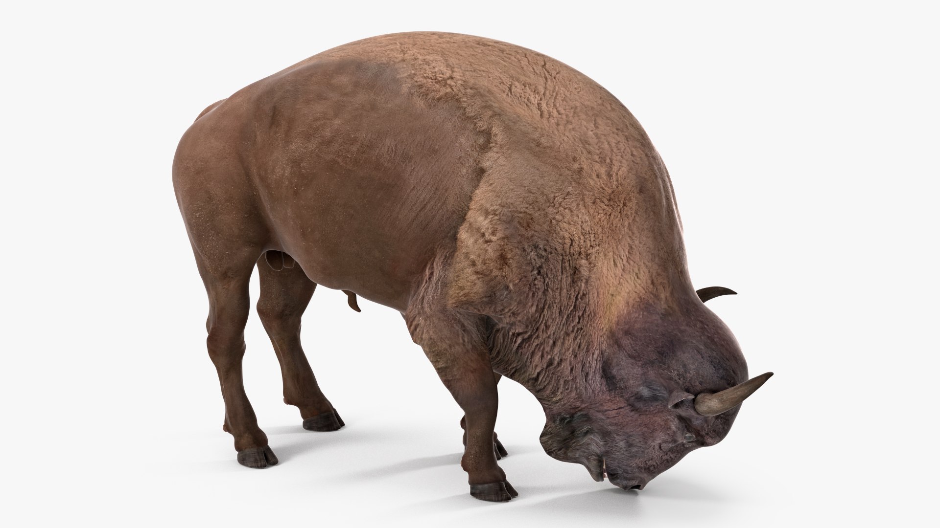 American Bison Rigged For Cinema 4D 3D - TurboSquid 2265129