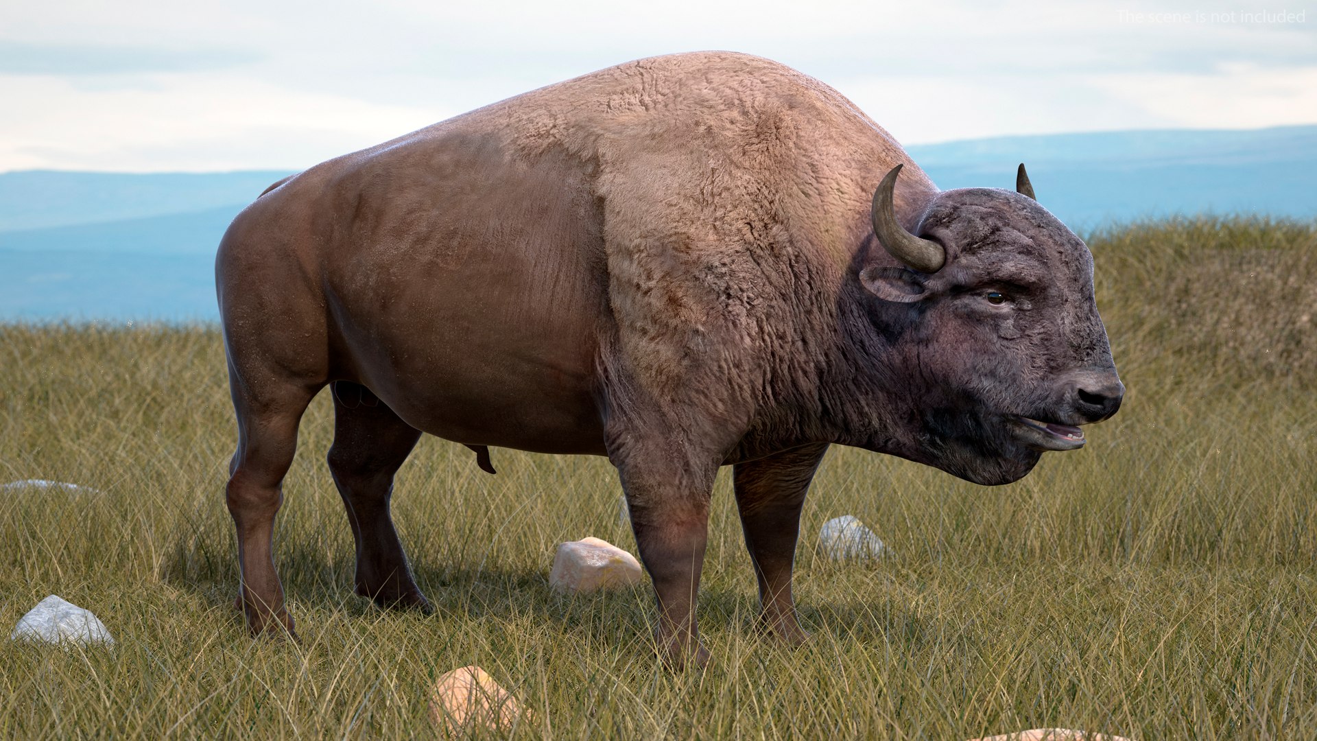 American Bison Rigged For Cinema 4D 3D - TurboSquid 2265129