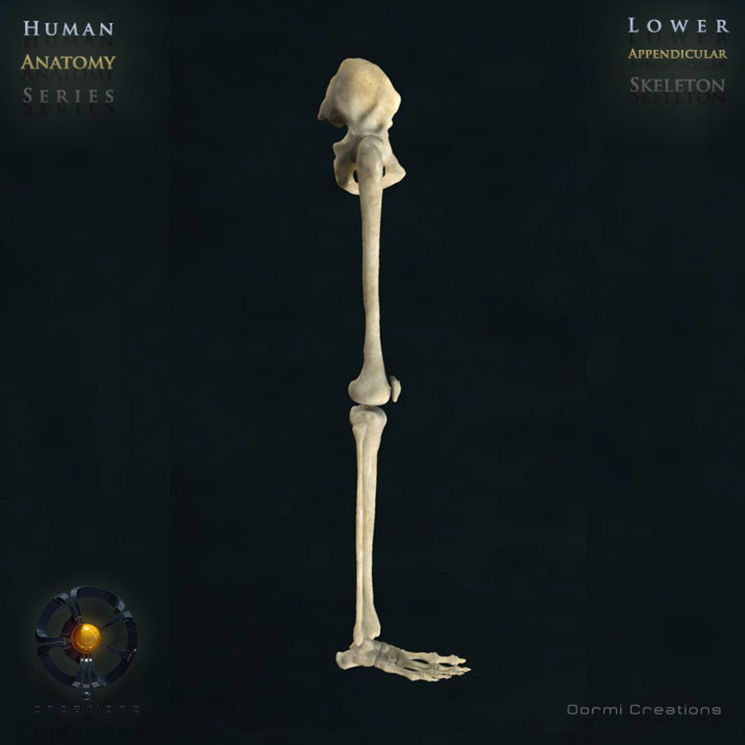 3d Human Lower Appendicular Skeleton Bone
