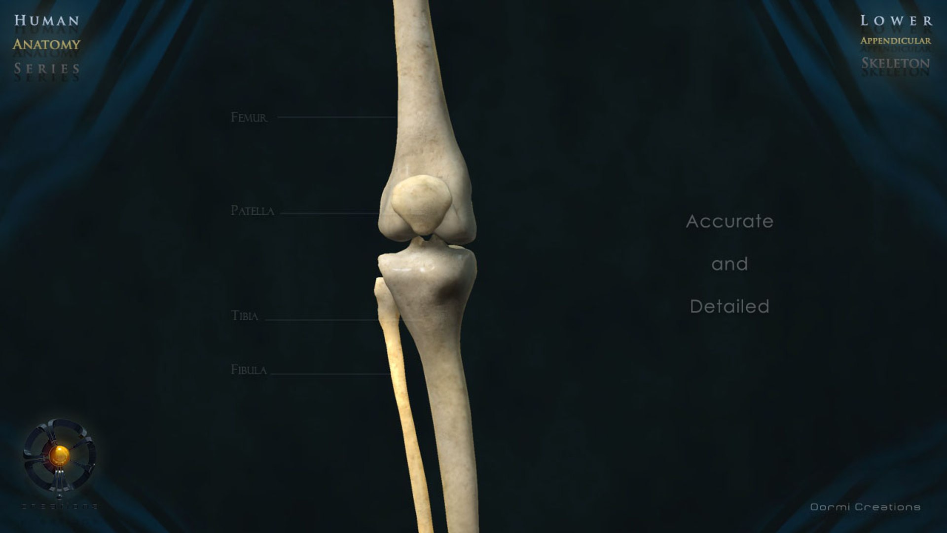3d Human Lower Appendicular Skeleton Bone
