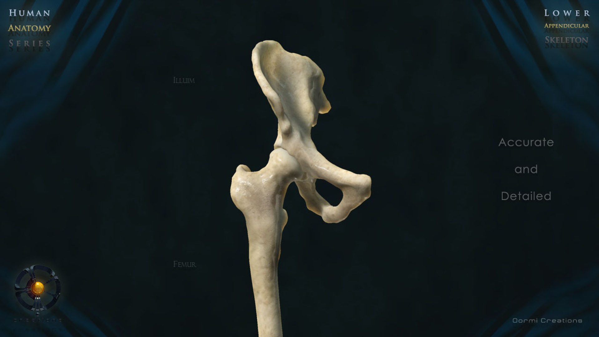 3d Human Lower Appendicular Skeleton Bone