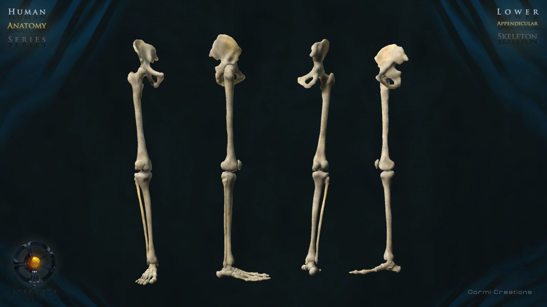 3d Human Lower Appendicular Skeleton Bone