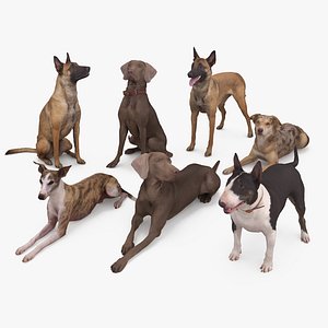 3D Animals Rendered Model - TurboSquid 1365950